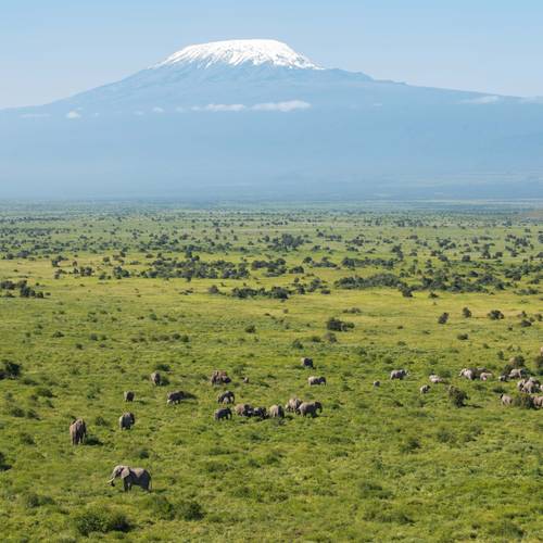 Protéger les éléphants d'Afrique et leur habitat - Beauval Nature