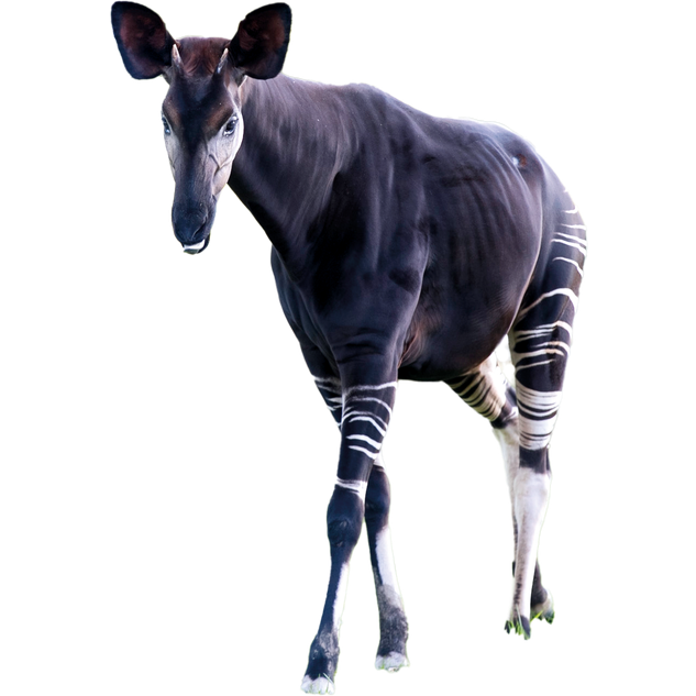 Sauvegarder les okapis au Congo - Beauval Nature