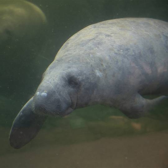 Etudier les lamantins des Antilles - Beauval Nature