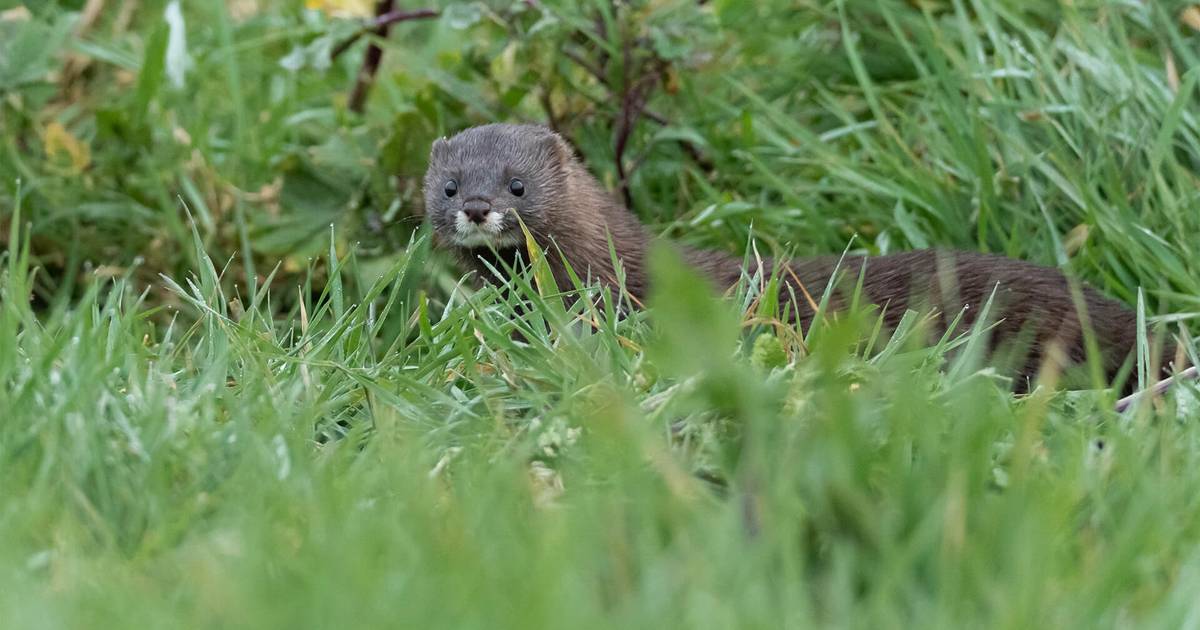 Sauver le vison d'Europe - Beauval Nature
