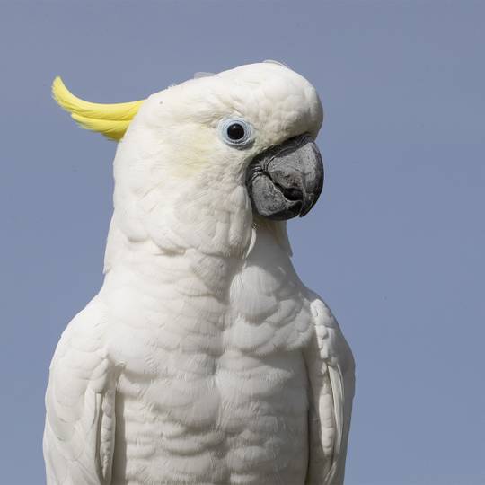 Comprendre les expressions faciales des Psittacidés - Beauval Nature