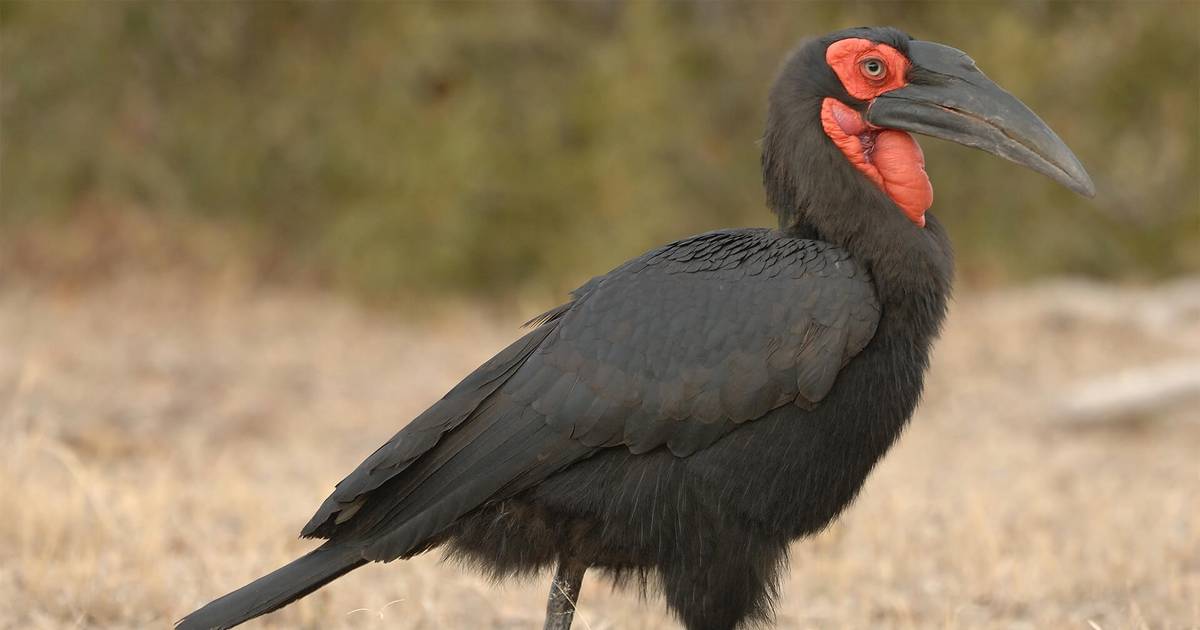 Favoriser la reproduction du calao terrestre de Leadbeater - Beauval Nature
