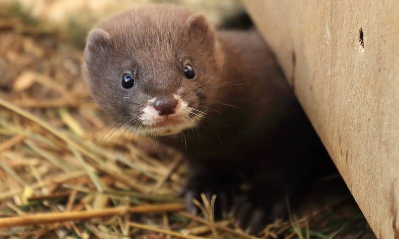 Sauver le vison d'Europe - Beauval Nature