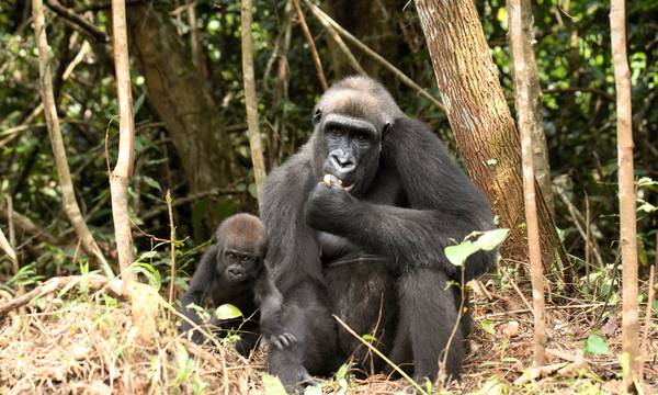 Réintroduire des gorilles en Afrique centrale - Beauval Nature