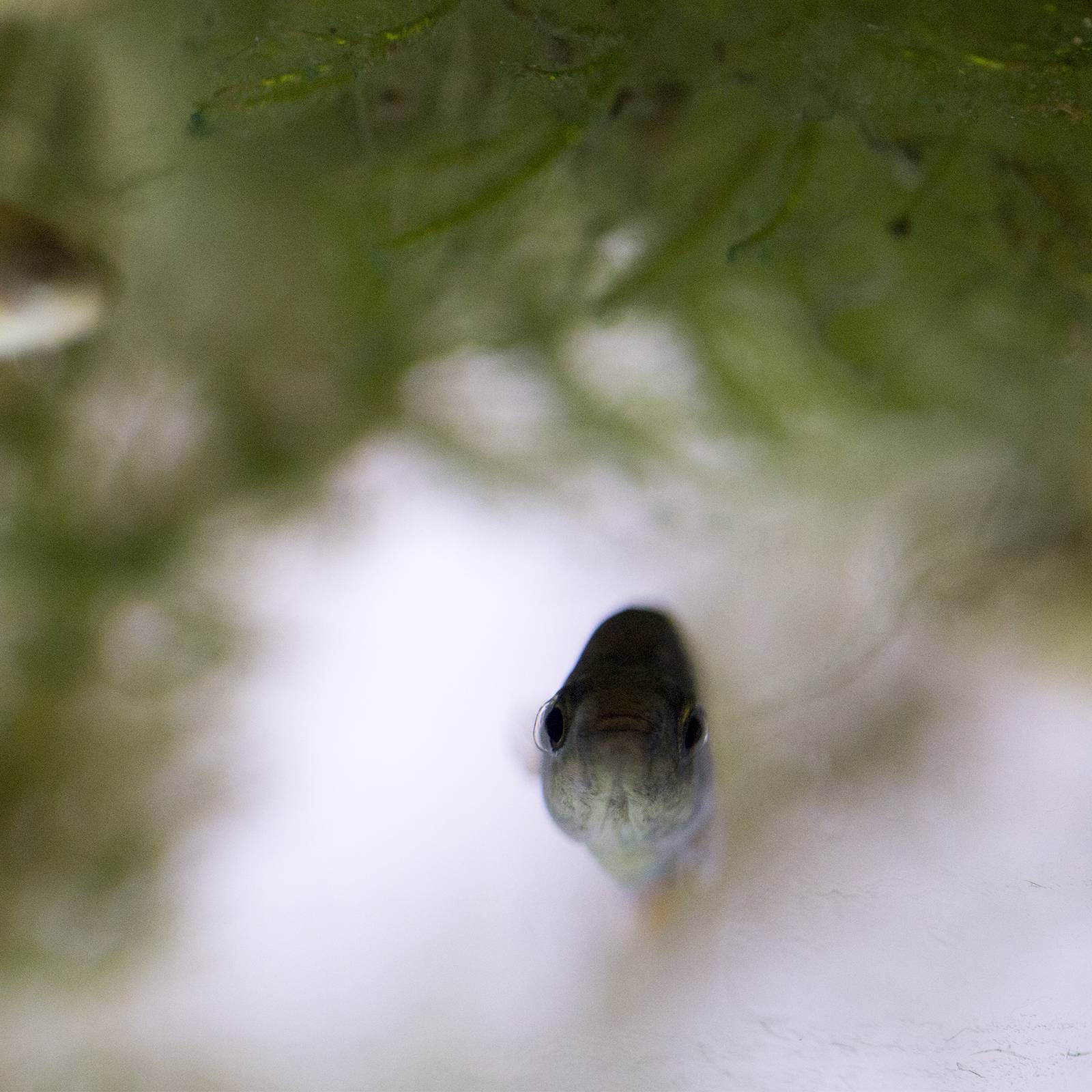 Sauvegarder les poissons d'eau douce au Mexique - Beauval Nature