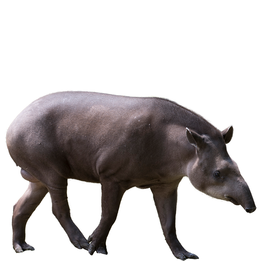 Etudier et protéger les tapirs terrestres au Brésil - Beauval Nature