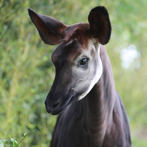 Sauvegarder les okapis au Congo - Beauval Nature