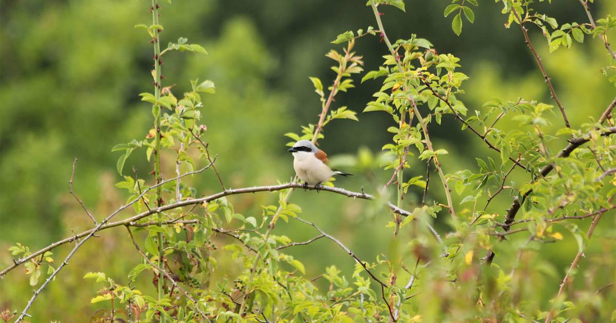 Our LPO Refuge - Beauval Nature