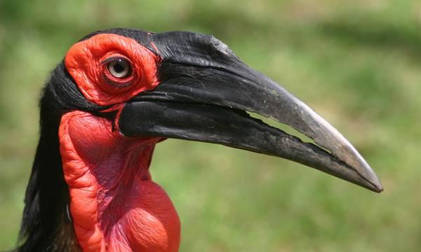 Favoriser la reproduction du calao terrestre de Leadbeater - Beauval Nature