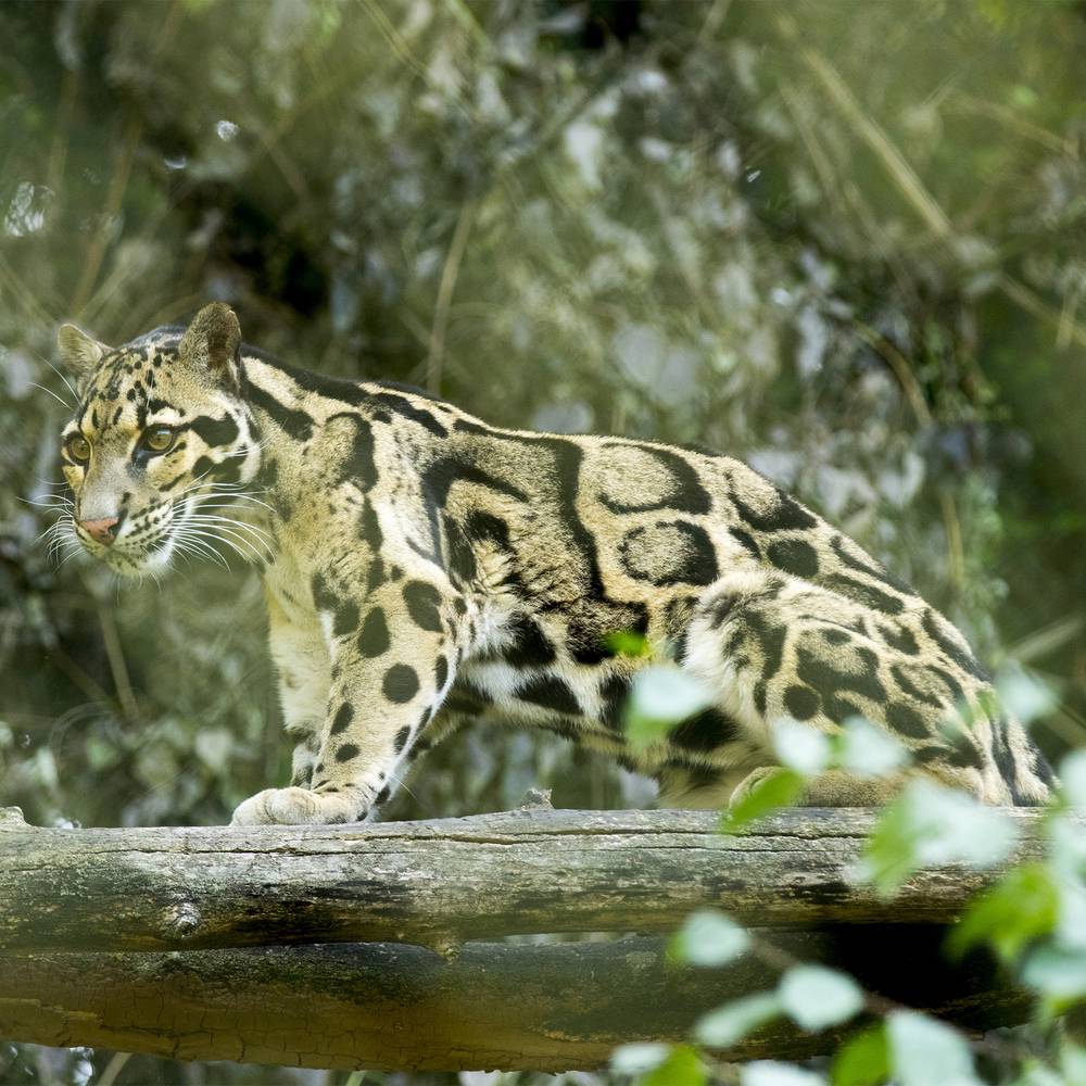 Favoriser le bien-être des panthères nébuleuses - Beauval Nature