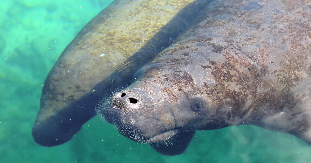 Etudier les lamantins des Antilles - Beauval Nature