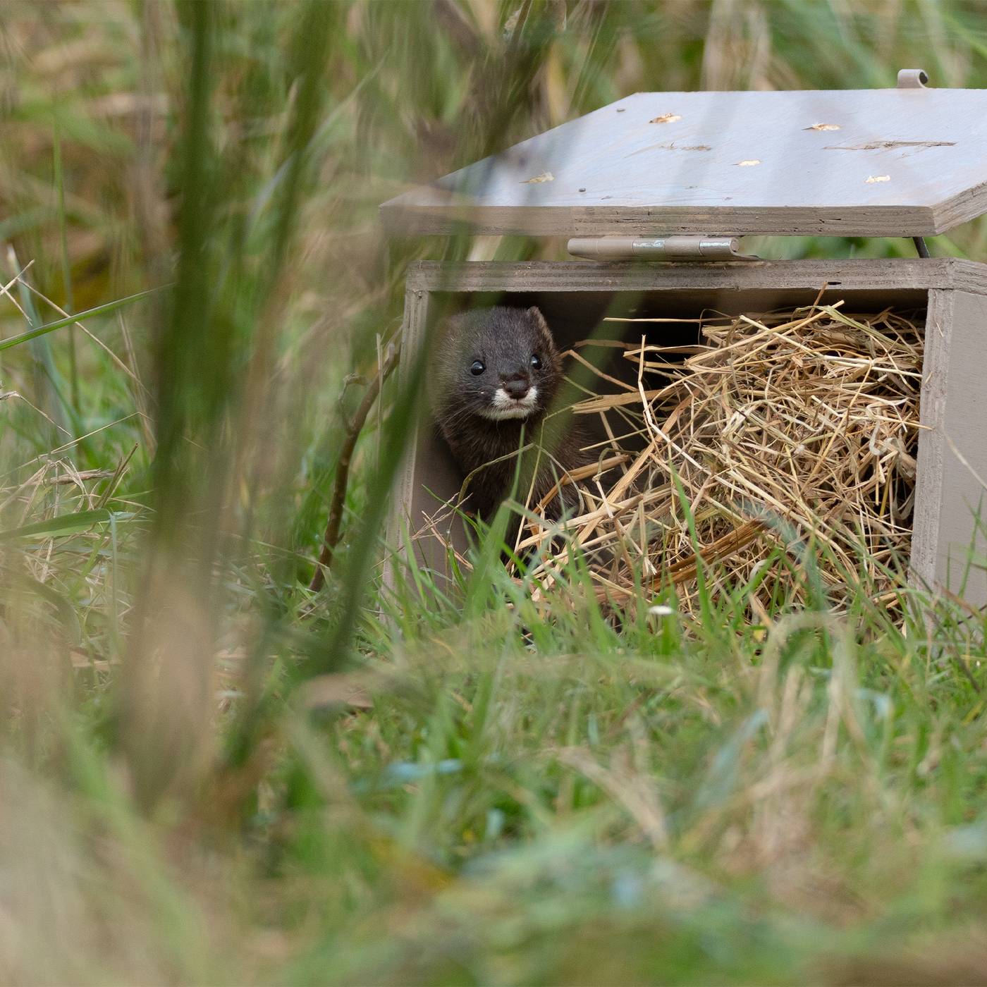 Sauver le vison d'Europe - Beauval Nature