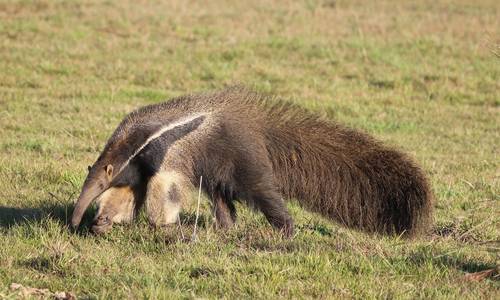 Sauver les fourmiliers géants au Brésil - Beauval Nature