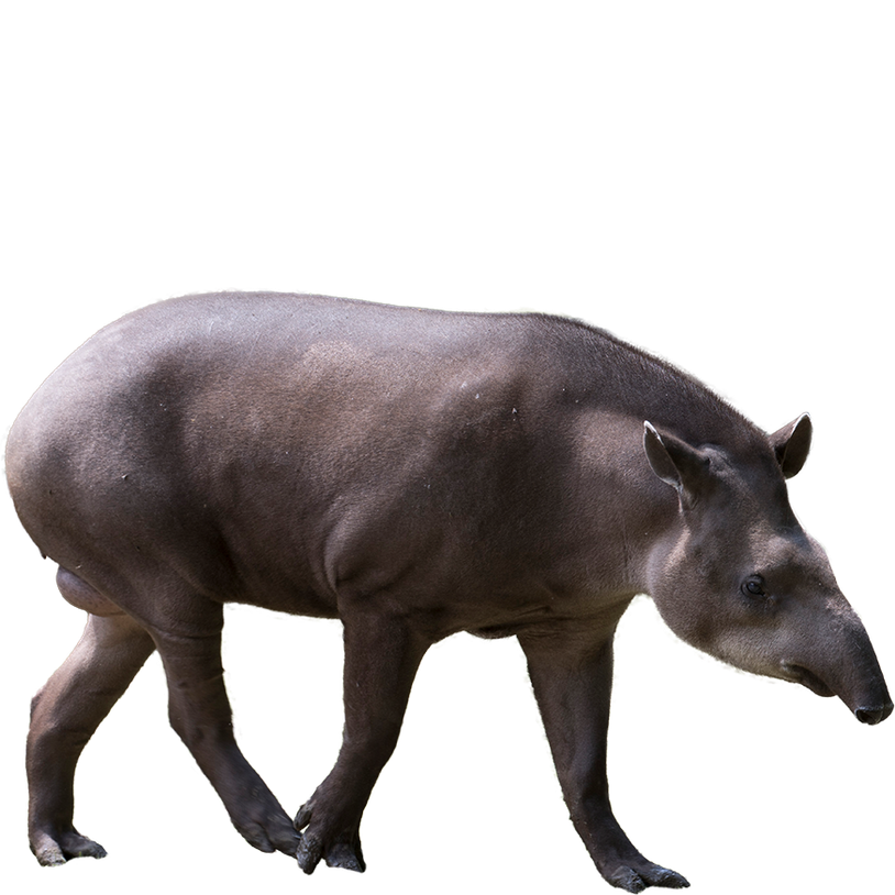 Etudier et protéger les tapirs terrestres au Brésil - Beauval Nature