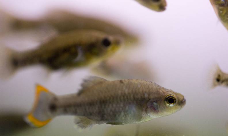 Sauvegarder les poissons d'eau douce au Mexique - Beauval Nature