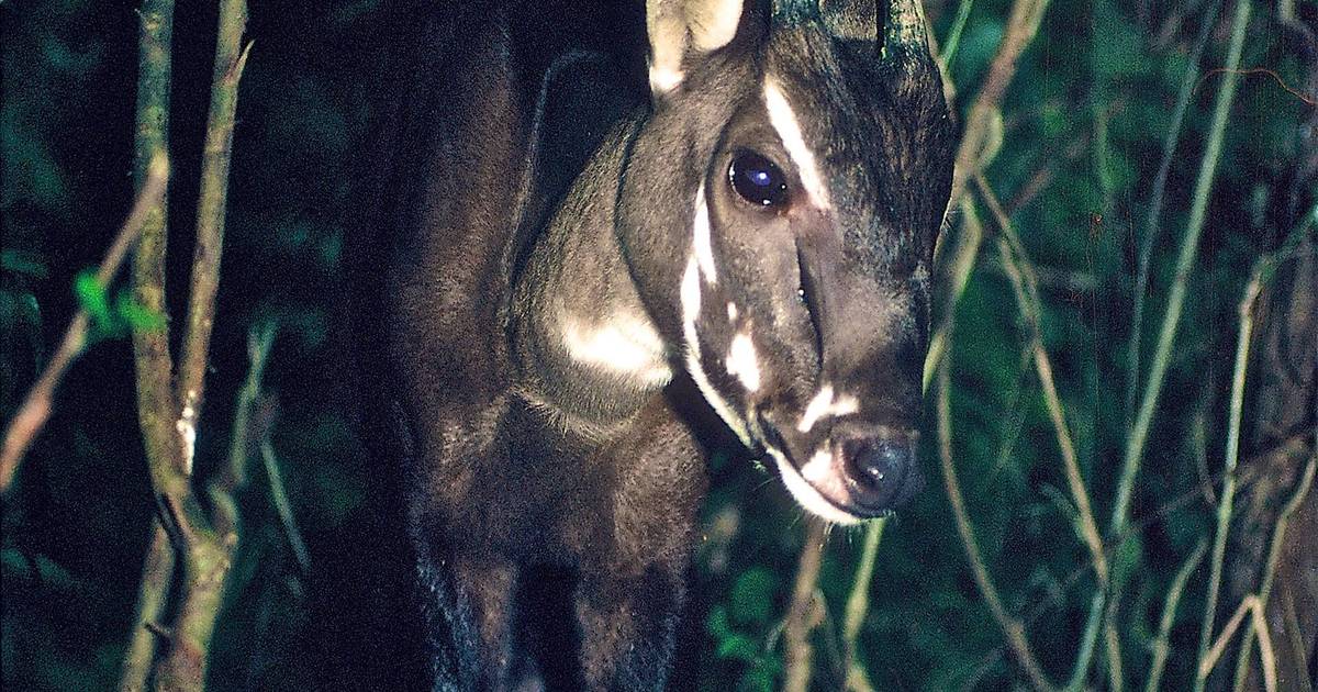 Sauver les derniers saolas au Laos et au Vietnam - Beauval Nature