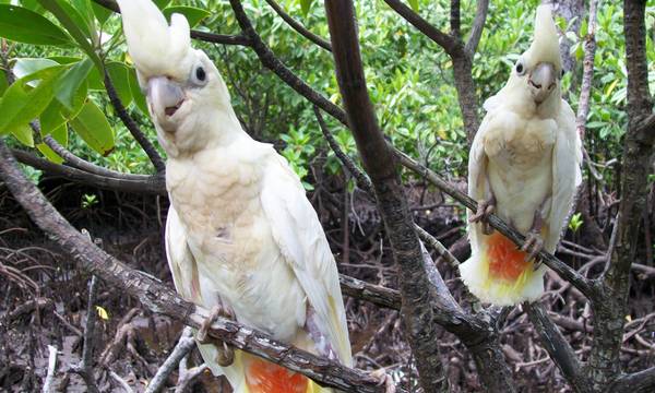 Recueillir et réintroduire le cacatoès des Philippines - Beauval Nature