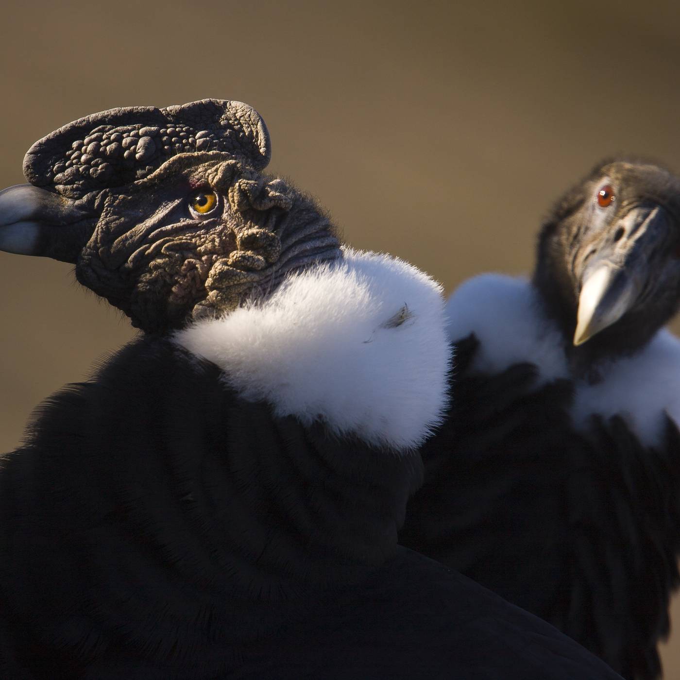 Protéger le condor des Andes en Argentine - Beauval Nature